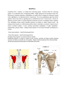 Anatomija – kosti ruke | studenti.rs
