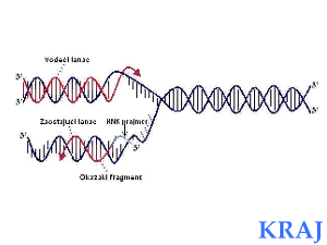 Replikacija DNK | studenti.rs